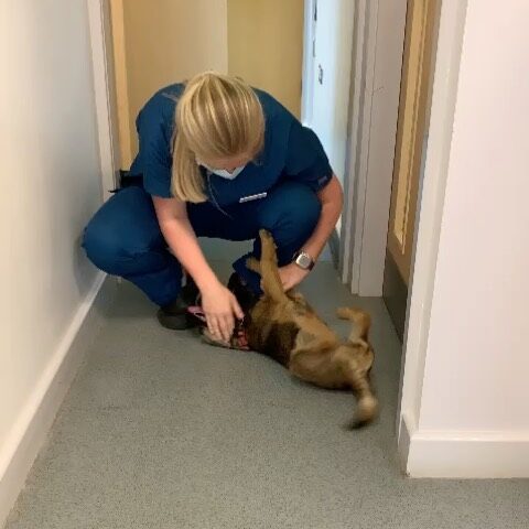 Contact your vet easily, by phone, email or social media. Or pop in!